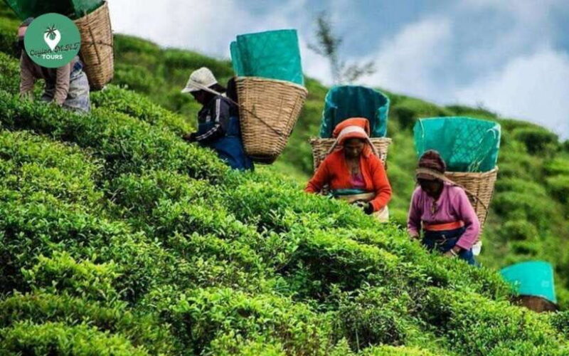 Kandy: Nuwara Eliya Day Explore by Tuk tuk with Local Guide - Transport and Group Experience