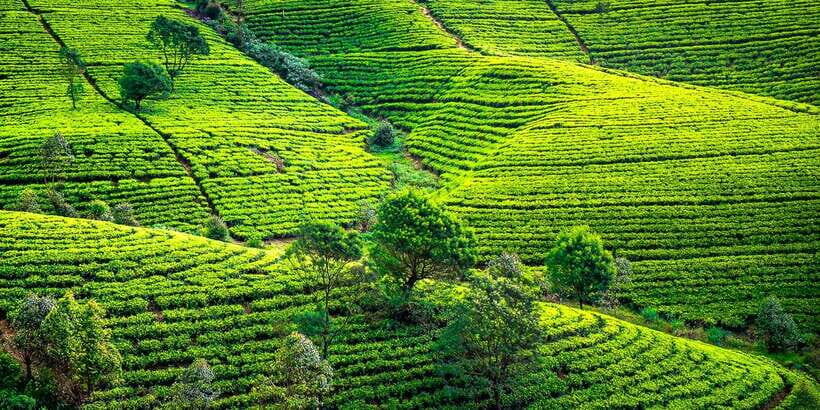 Kandy: Nuwara Eliya Day Trip - Final Thoughts: Is This Tour Worth It?