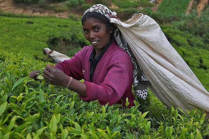 Kandy Nuwaraeliya 02 Days Tour From Colombo or Negombo - A Deep Dive into the 2-Day Tour Experience