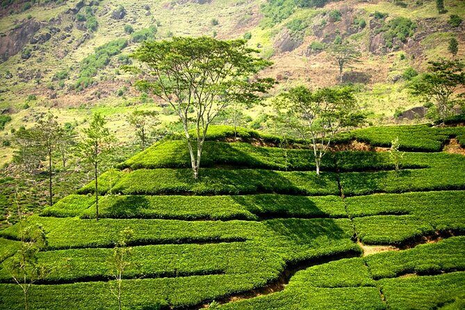 Kandy & Nuwaraeliya Two Day Tour - Introducing the Kandy & Nuwara Eliya Two Day Tour