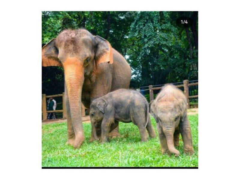 Kandy: Pinnawala Day Tour By Local car (Local Guide) - The Practicalities: How It All Comes Together