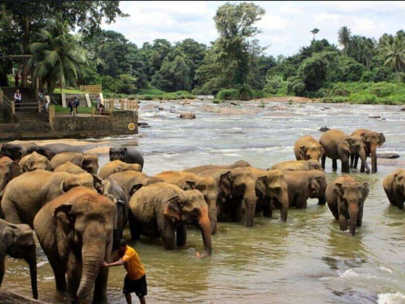 Kandy : Pinnawala Day Tour with Top Rated Local Guide - Key Points