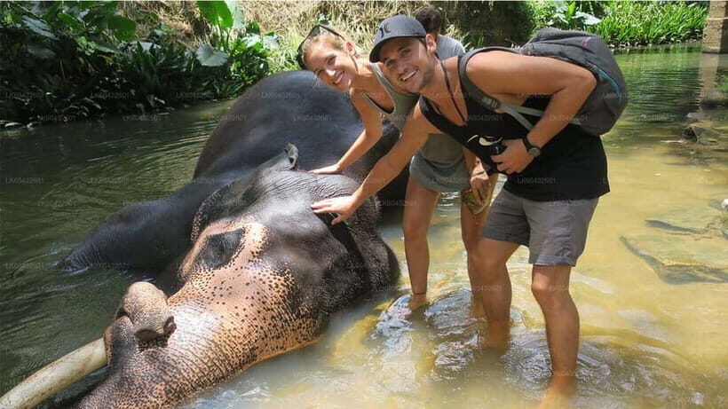 Kandy : Pinnawala Elephant Safari Tour with Kandy City Tour - Learning About Sri Lankan Tea