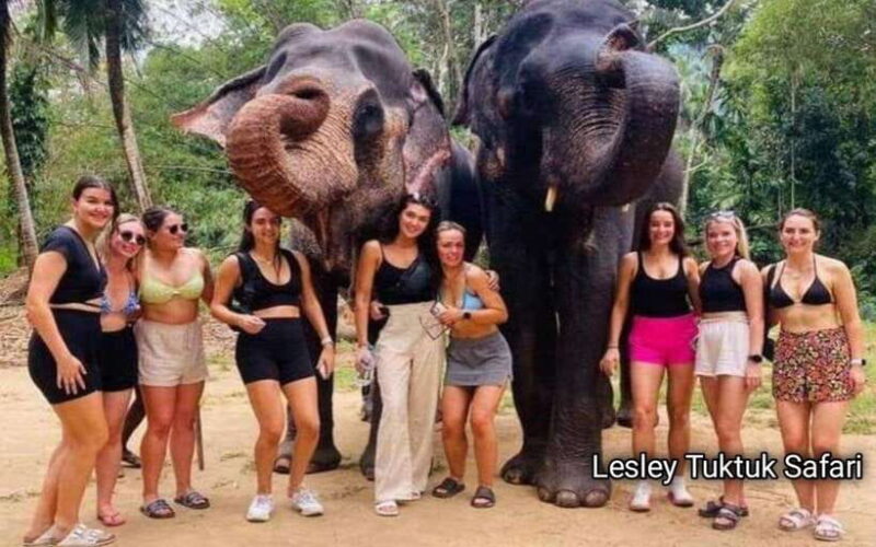 Kandy : Pinnawala Elephant Safari Tour with Kandy City Tour - Key Points