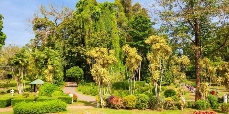 Kandy Pinnawala full day tour from Bentota and Kalutara - How the Experience Comes Together