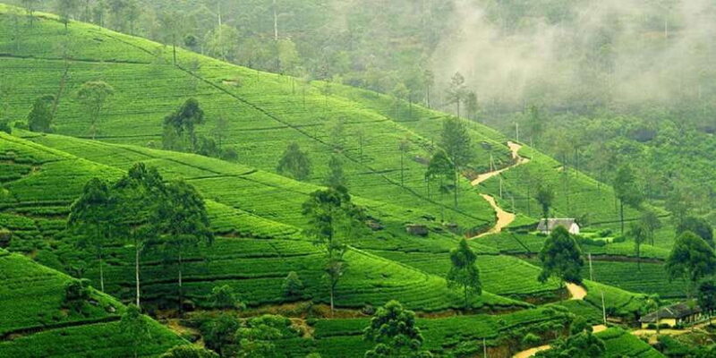 Kandy Pinnawala full day tour from Bentota and Kalutara - Frequently Asked Questions (FAQs)