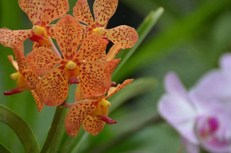 Kandy, Pinnawala Private Day Trip From The West Coast Beach - FAQ