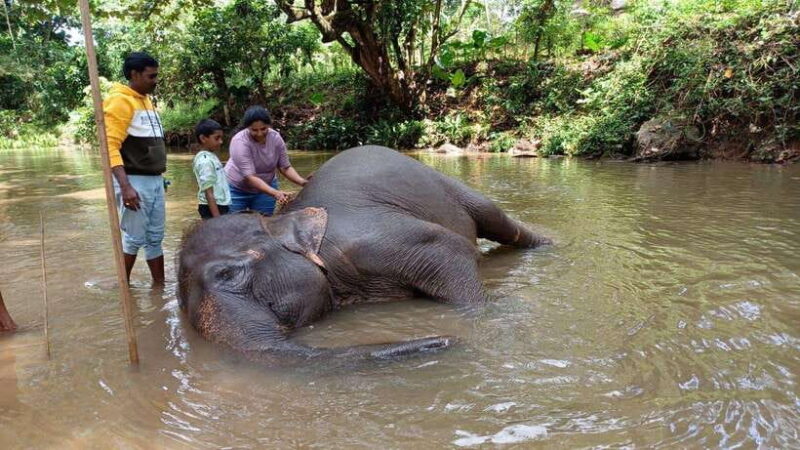 Kandy, Pinnawala & Tea Factory Full Day Tour From Colombo - FAQs