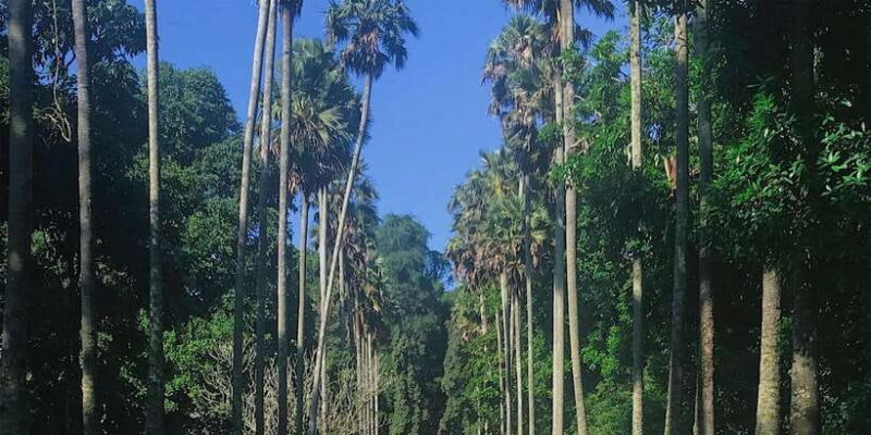 Kandy: Private Guided City Tours by Tuk Tuk Sightseeing Tour - Visiting the Bahirawakanda Buddha Statue