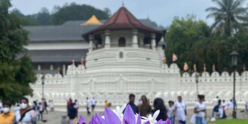 Kandy privet day tour with pinnawala and Tea plantation - Key Points