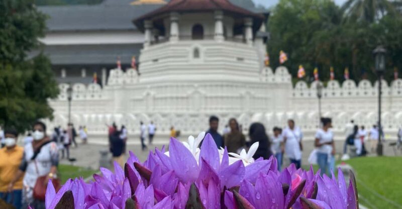 Kandy privet day tour with pinnawala and Tea plantation - Who Should Consider This Tour?
