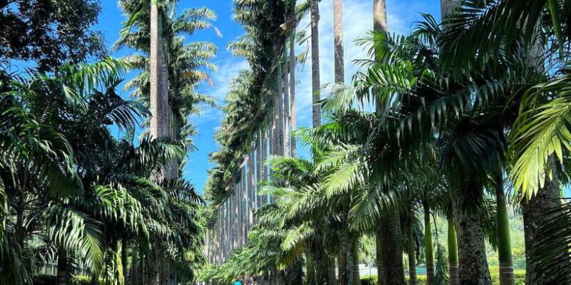 Kandy privet day tour with pinnawala and Tea plantation - In Summary