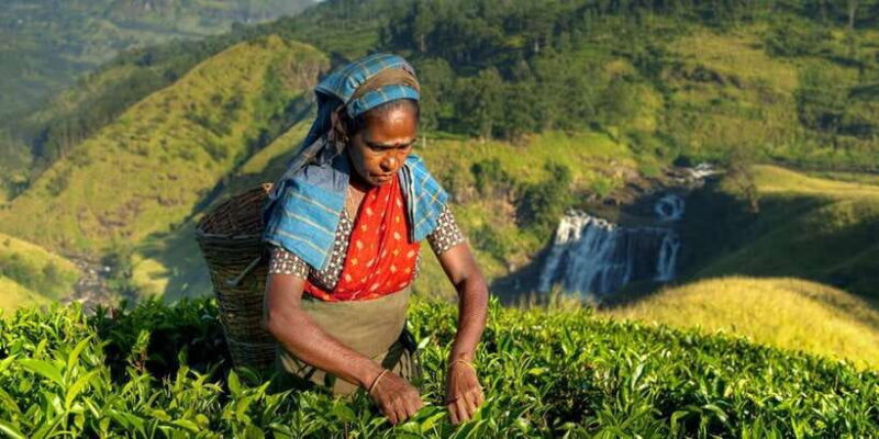 Kandy: Shanthipura and Nuwara Eliya - What Travelers Say