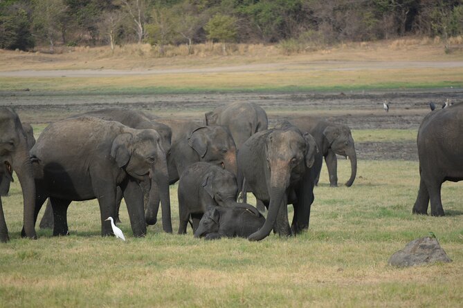 Kandy Sigiriya Day Trip by tuk,tuk/car/van - The Transportation: What Makes It Stand Out