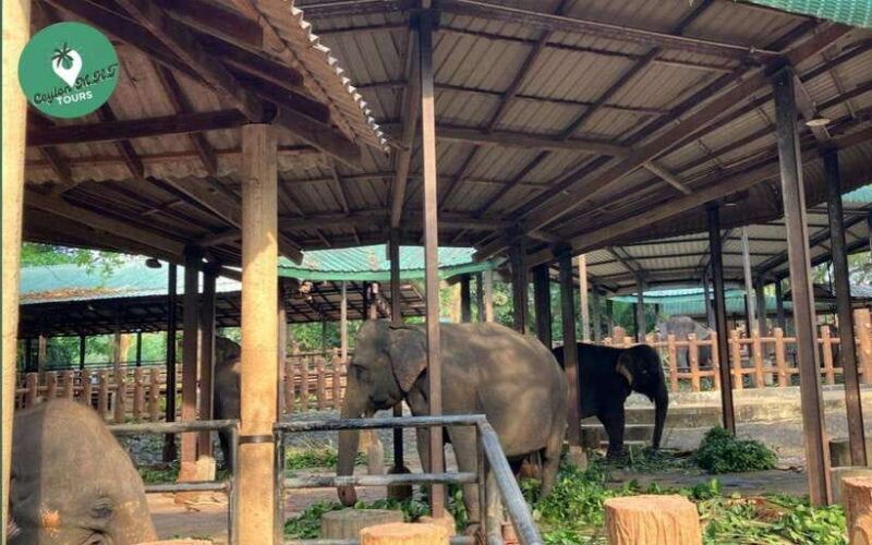 Kandy to Ambuluwawa Tower, Pinnawala, Full Day Tour - FAQ