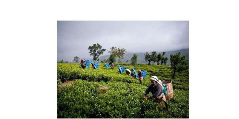 Kandy to Ambuluwawa Tuk Tuk Day Tour : by Local - Final Thoughts