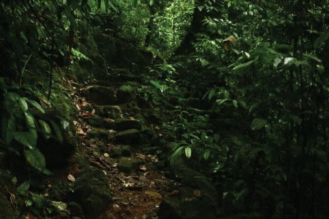 Kandy to Nallathanniya (Climb Adams Peak) - Who Is This Tour Best For?