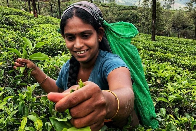 Kandy to Nuwara Eliya Day Tour - FAQs