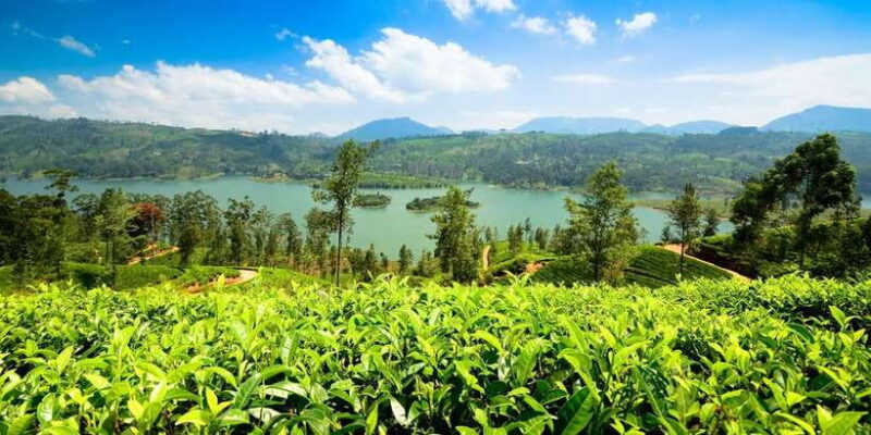 Kandy To Nuwara Eliya Drop Tour - Sri Lanka - Authenticity and Reviews: What Travelers Say