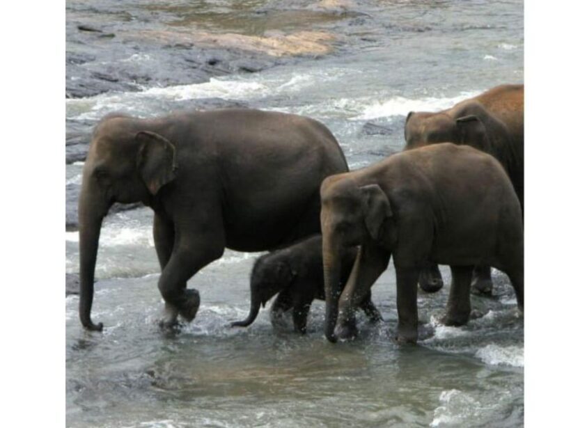 Kandy to Pinnawala Orphanage and Ambuluwawa Guided Day Tour - Final Thoughts: Is This Tour Worth It?