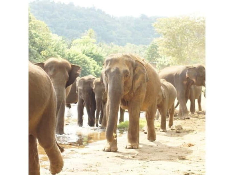 Kandy to Pinnawala Orphanage and Ambuluwawa Guided Day Tour - FAQ