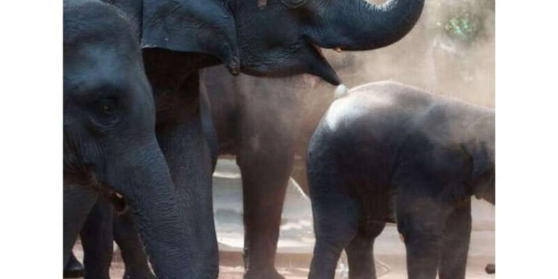 Kandy to Pinnawala Orphanage and Ambuluwawa TukTuk Day Tour - The Practical Side: Price, Duration, and Comfort