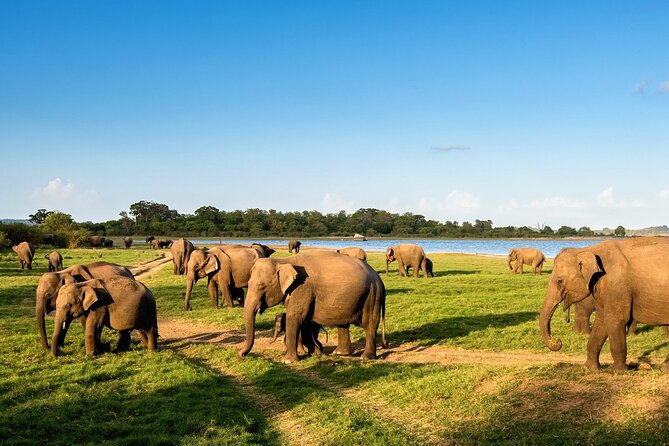 Kandy to Trincomalee Shuttle & Safari Drive - Authentic Wildlife Encounters and Local Flavor
