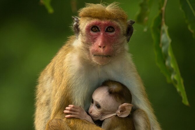 Kandy to Trincomalee Shuttle & Safari Drive - Who Should Consider This Tour?