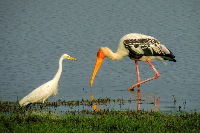 Kandy to Trincomalee Shuttle & Safari Drive - FAQ