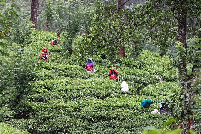 kandy waterfalls day tour - Key Points