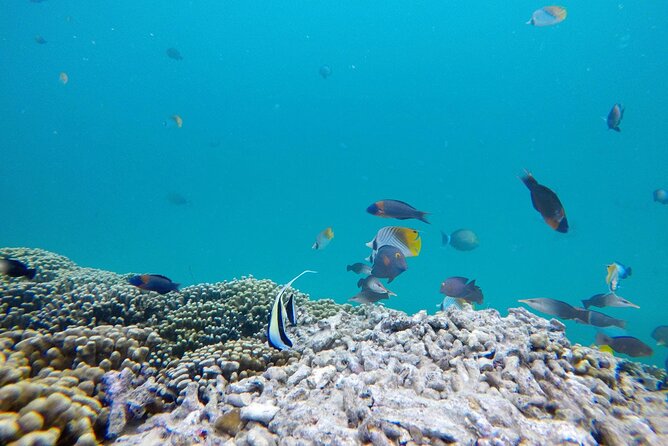 Kaneohe Sandbar Snorkeling Tour - 1st Tour - Deep Dive into the Itinerary