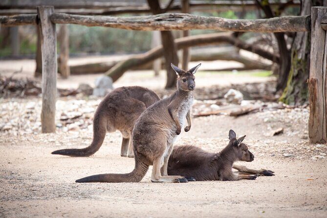 Kangaroo Experience at Healesville Sanctuary - excl. entry - An In-Depth Look at the Kangaroo Experience
