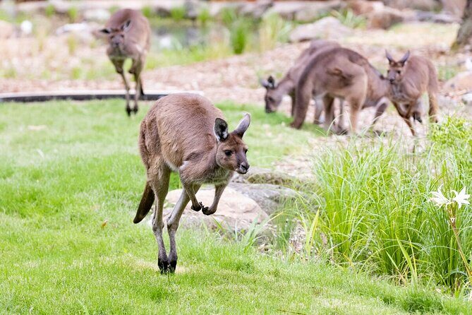 Kangaroo Experience at Melbourne Zoo - excl. entry - An In-Depth Look at the Tour Experience