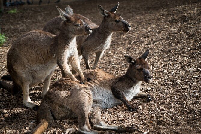 Kangaroo Experience at Melbourne Zoo - excl. entry - FAQs