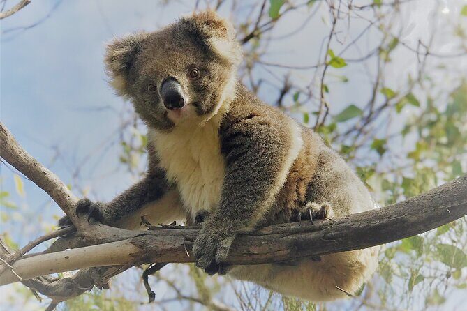 Kangaroo Island 3 Day All Inclusive Tour - What the Reviews Say