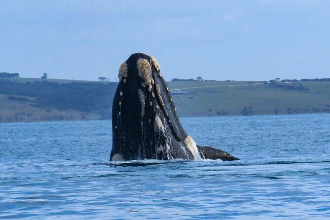 Kangaroo Island 75-Minute Coastal Safari - FAQs