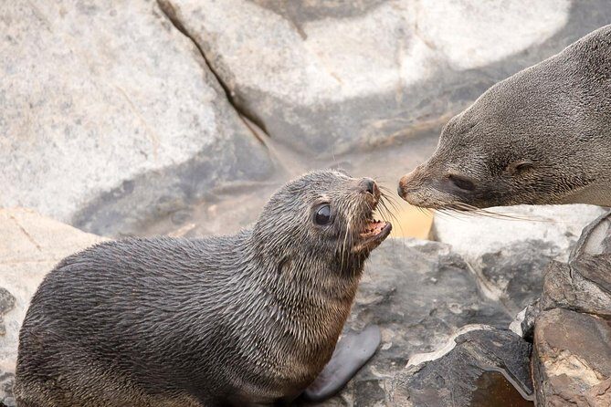 Kangaroo Island Luxury Small Group 'Flinders Chase Focus' Full Day Tour - The Tour: What to Expect