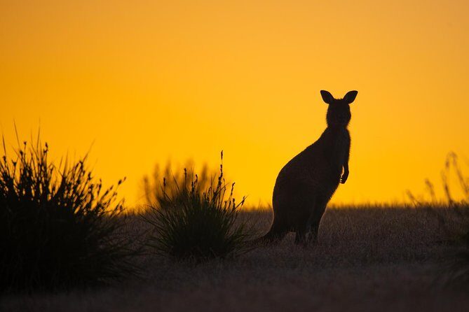 Kangaroo Island Luxury Small Group 'Flinders Chase Focus' Full Day Tour - Who Should Consider This Tour?
