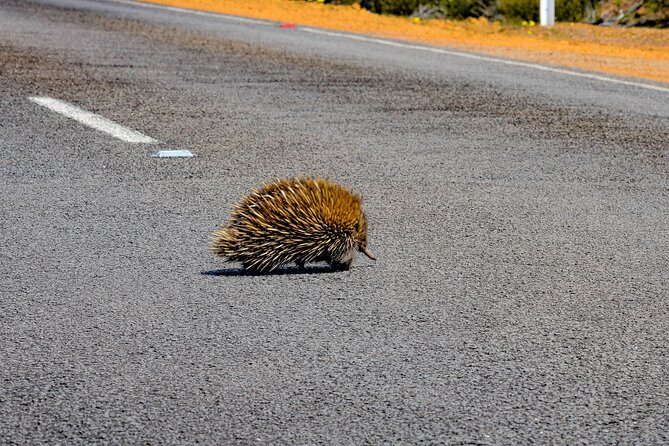 Kangaroo Island Luxury Small Group 'Flinders Chase Focus' Full Day Tour - Frequently Asked Questions