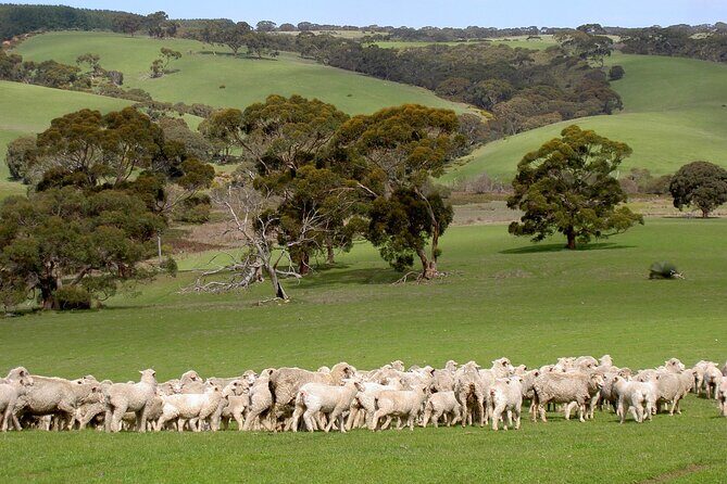 Kangaroo Island Luxury Small Group 'Island Life' Full Day Tour - Authentic Encounters and Real Experiences