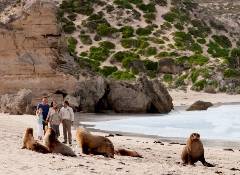 Kangaroo Island: Scenic, Nature & Wildlife Tour - The Guide and Group Size: Why They Matter