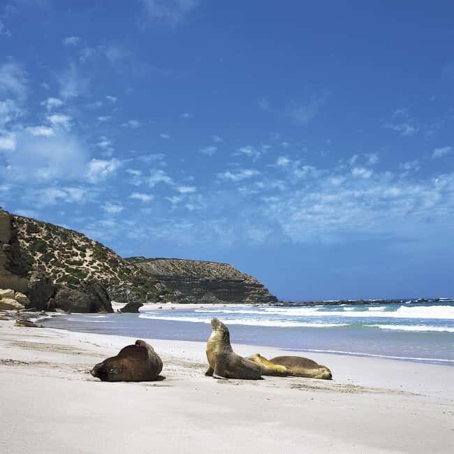 Kangaroo Island: Scenic, Nature & Wildlife Tour - Final Thoughts: Who Should Consider This Tour