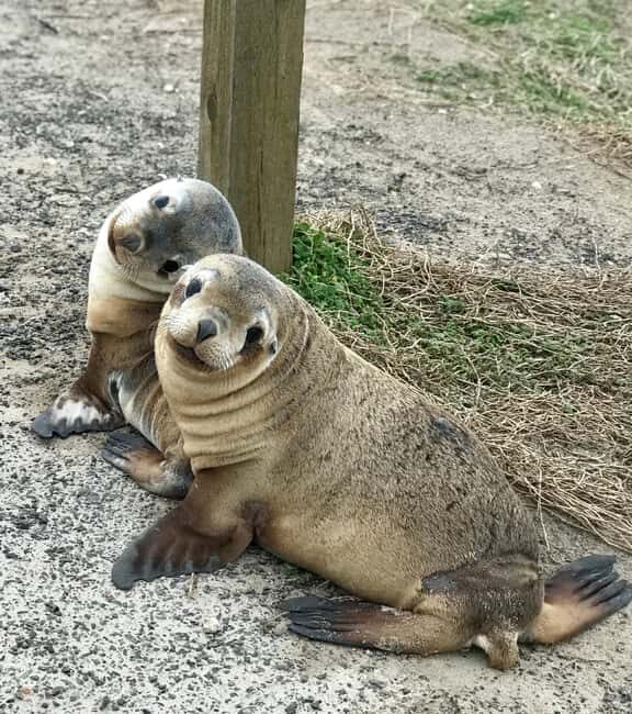 Kangaroo Island: Scenic, Nature & Wildlife Tour - FAQs