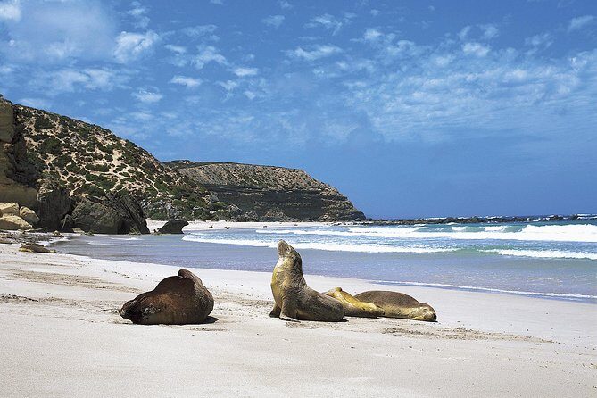 Kangaroo Island Shore Excursion Scenic Trail Tour - An Overview of the Kangaroo Island Scenic Trail Tour