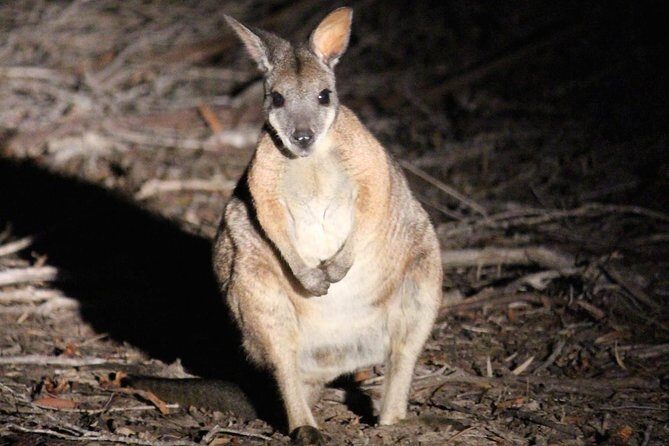 Kangaroo Island Shore Excursion Scenic Trail Tour - Practical Considerations