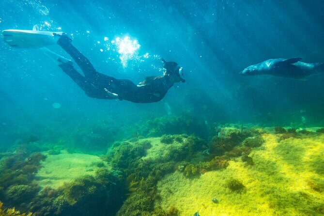 Kangaroo Island - Swim with Dolphins/Seals/Coastal Snorkel - The Experience Breakdown