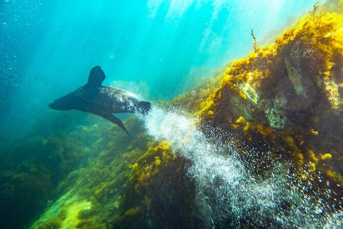 Kangaroo Island - Swim with Dolphins/Seals/Coastal Snorkel - Authentic Feedback from Travelers