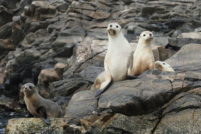 Kangaroo Island Ultimate Adventure Tour departing Kingscote - Diving into the Itinerary