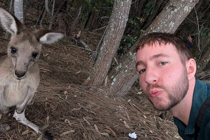 Kangaroo Wildlife Half Day Small Group Tour From Sydney - Drawbacks and Considerations