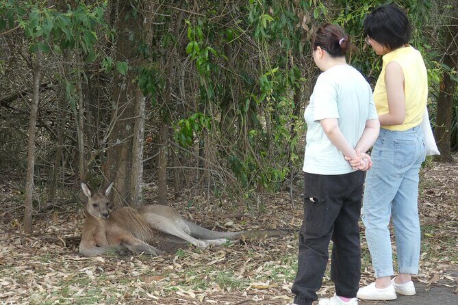 Kangaroo Wildlife Half Day Small Group Tour From Sydney - FAQs